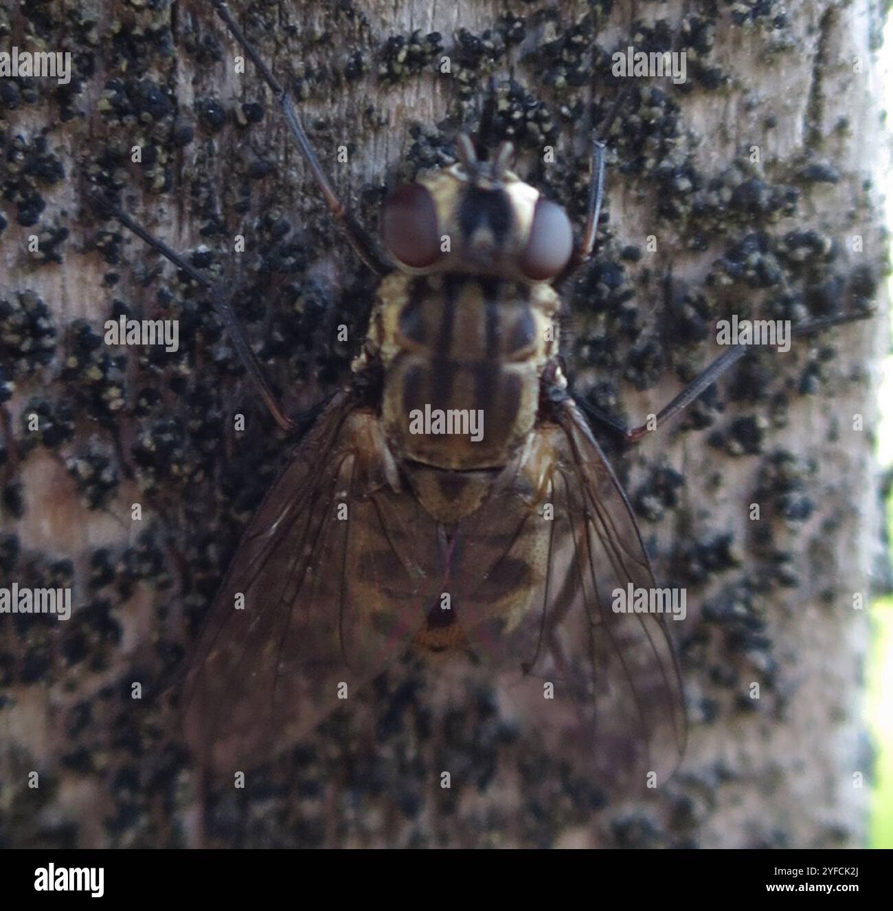 Stable Fly (Stomoxys calcitrans Stock Photo - Alamy