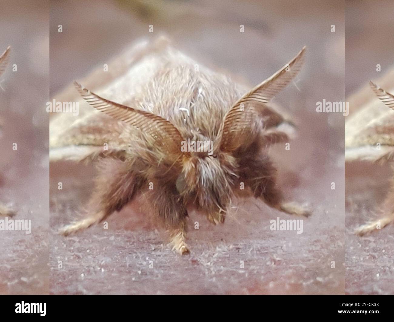 Eastern Tent Caterpillar Moth (Malacosoma americana Stock Photo - Alamy