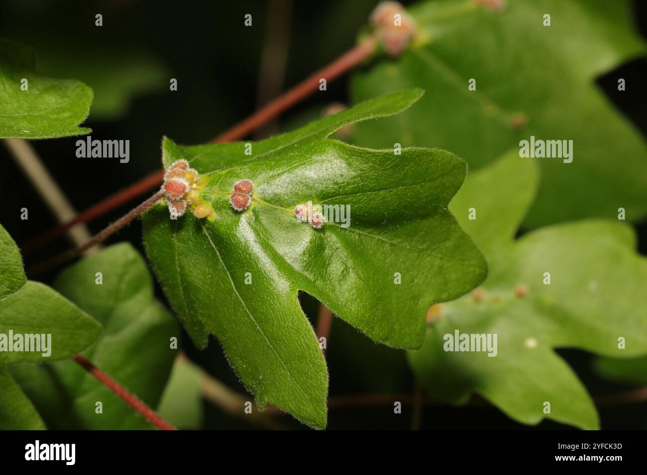 solitary maple leaf gall mite (Aceria macrochela Stock Photo - Alamy