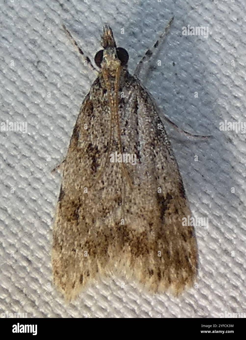 Many-spotted Scoparia Moth (Scoparia basalis Stock Photo - Alamy