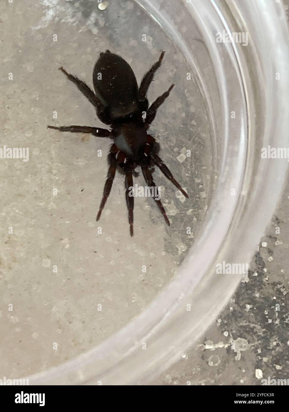 Eastern Parson Spider (Herpyllus ecclesiasticus Stock Photo - Alamy