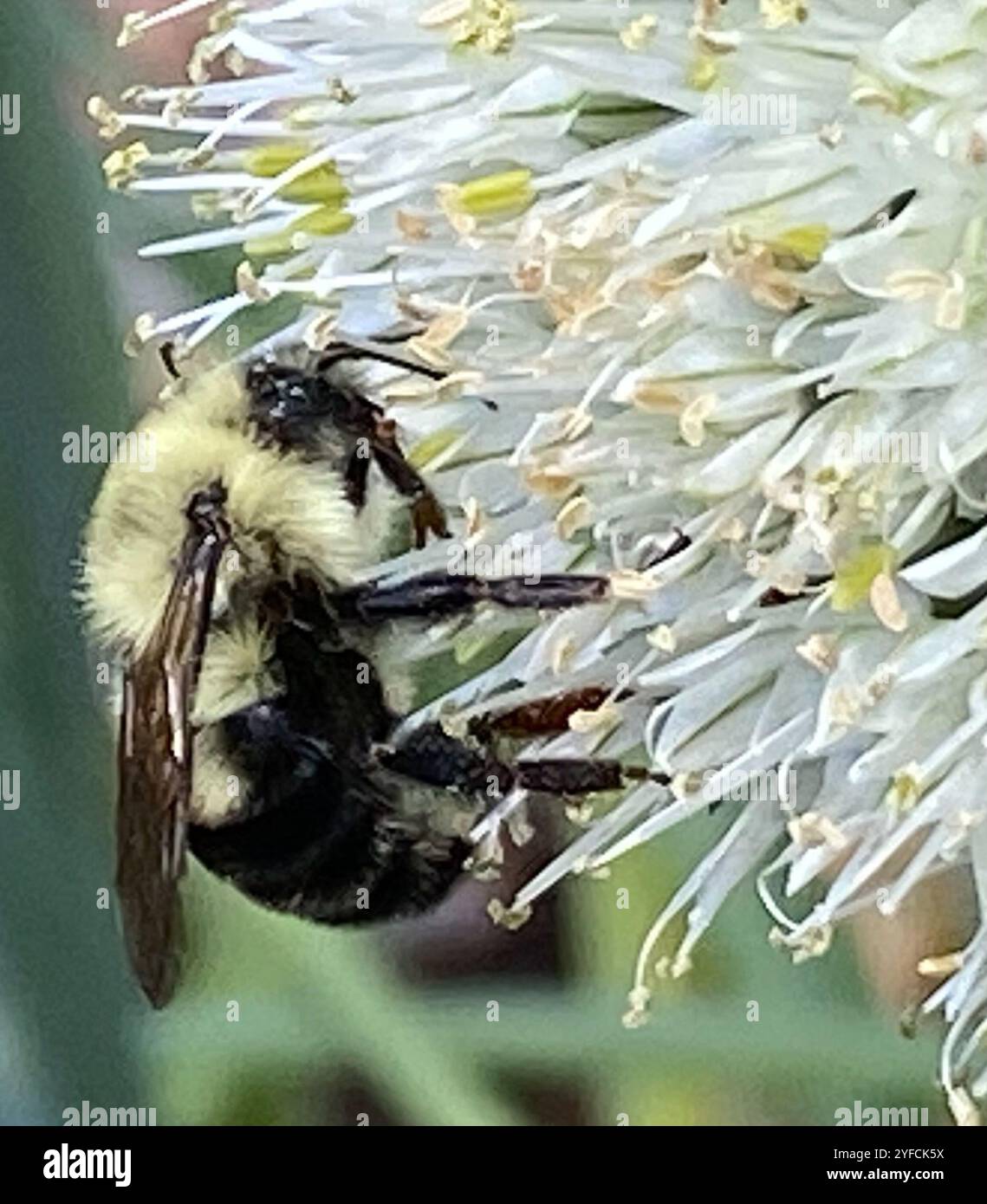 Two-spotted Bumble Bee (Bombus bimaculatus Stock Photo - Alamy