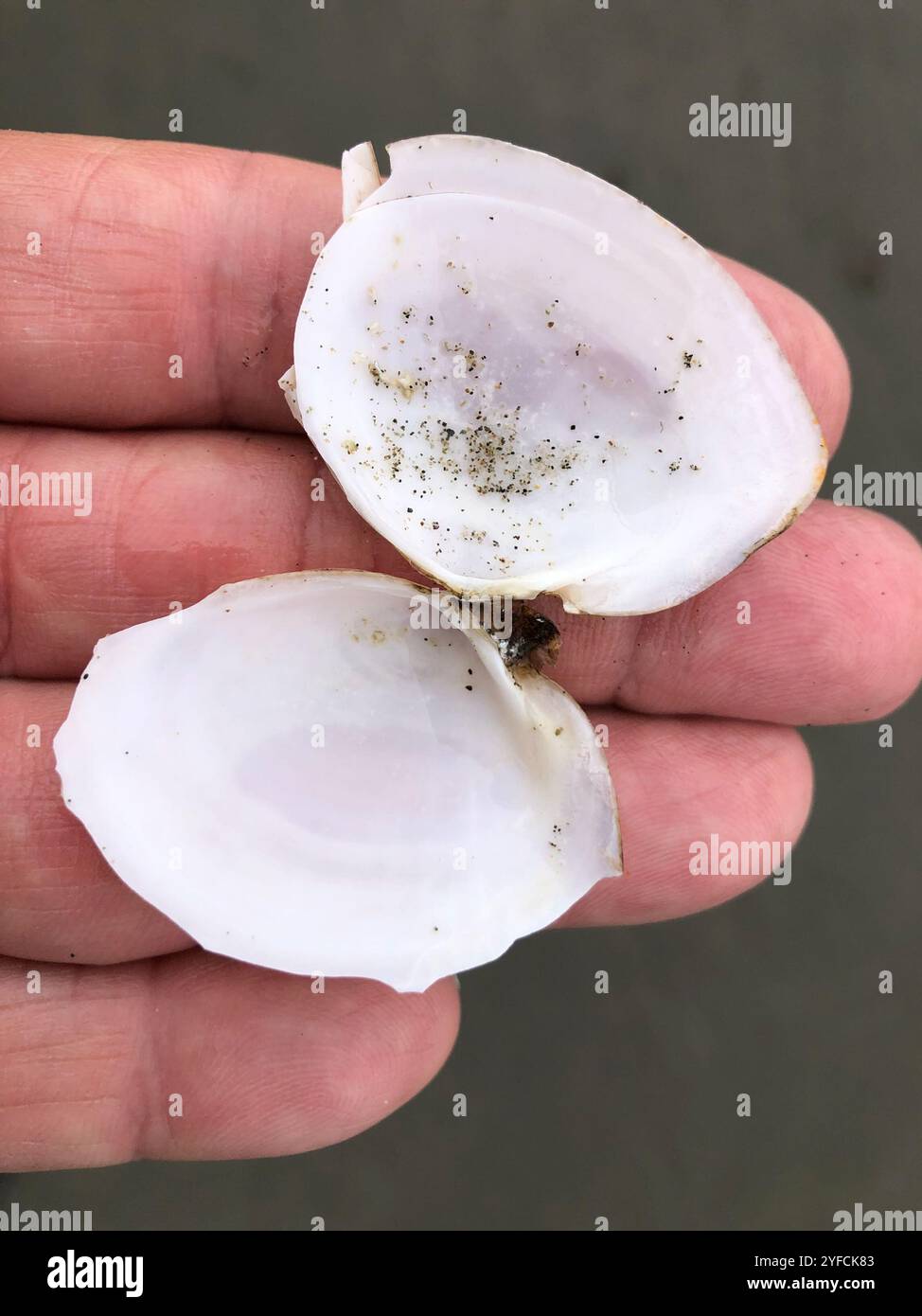 White Macoma (Rexithaerus secta Stock Photo - Alamy