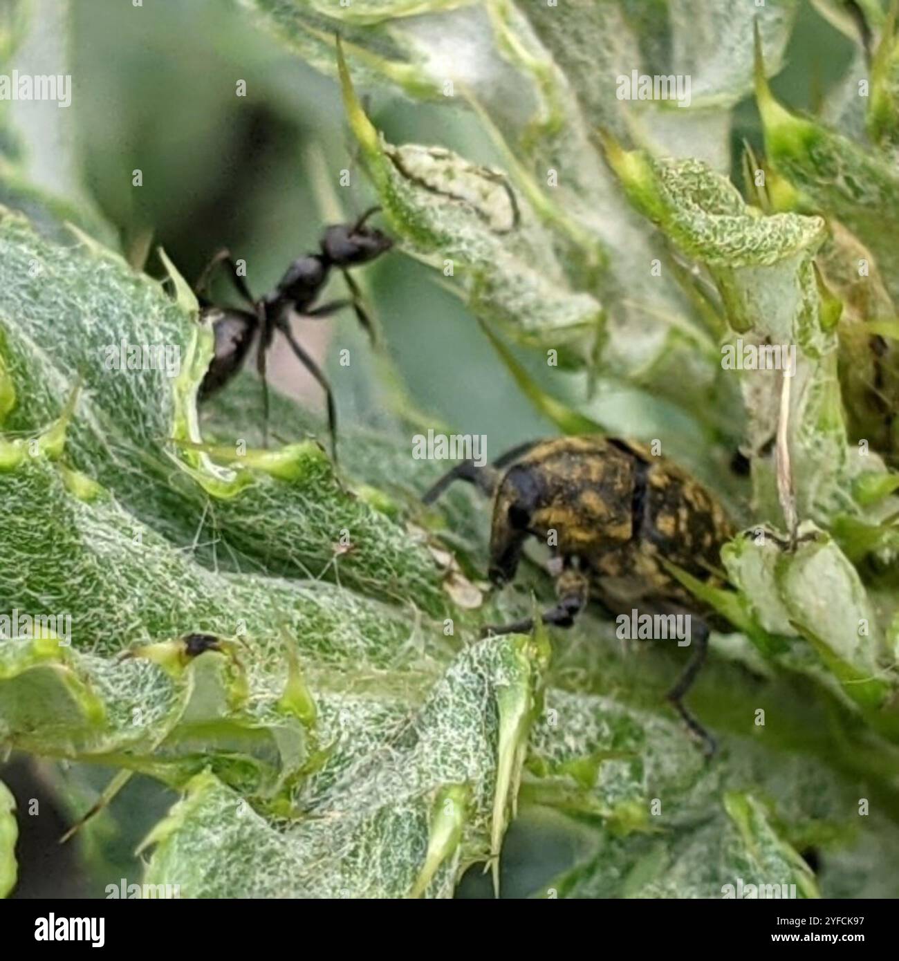 Turbine Cylindrical Weevil (Larinus turbinatus Stock Photo - Alamy