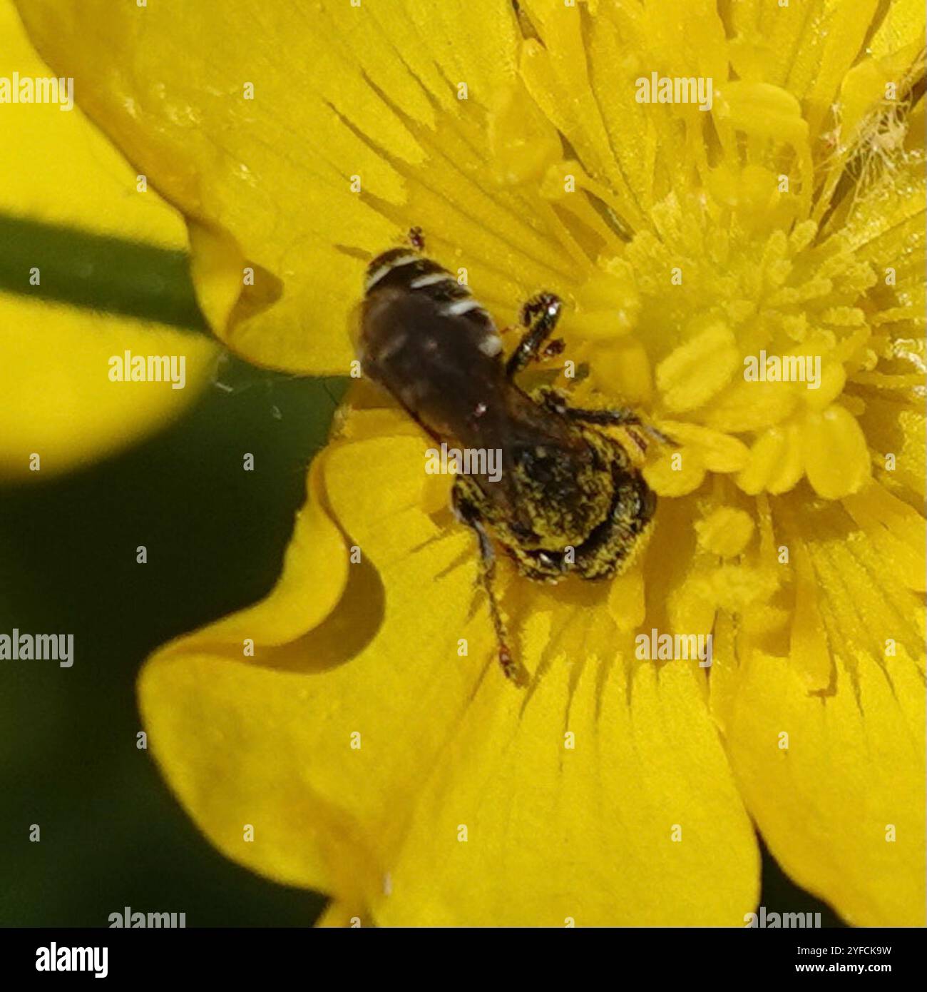 Square-headed Wasps, Sand Wasps, and Allies (Crabronidae Stock Photo ...
