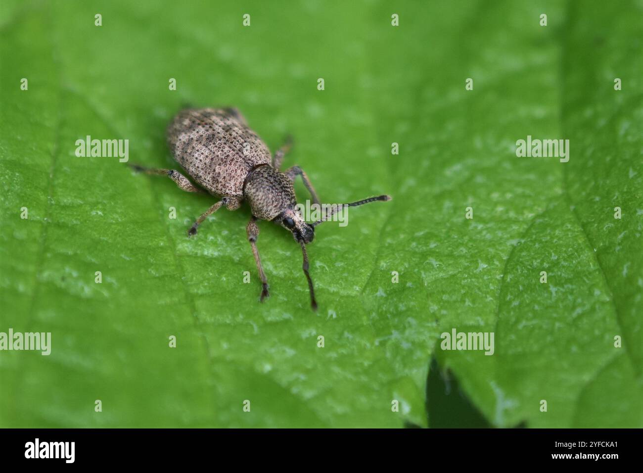 Clay-coloured Weevil (Otiorhynchus singularis Stock Photo - Alamy