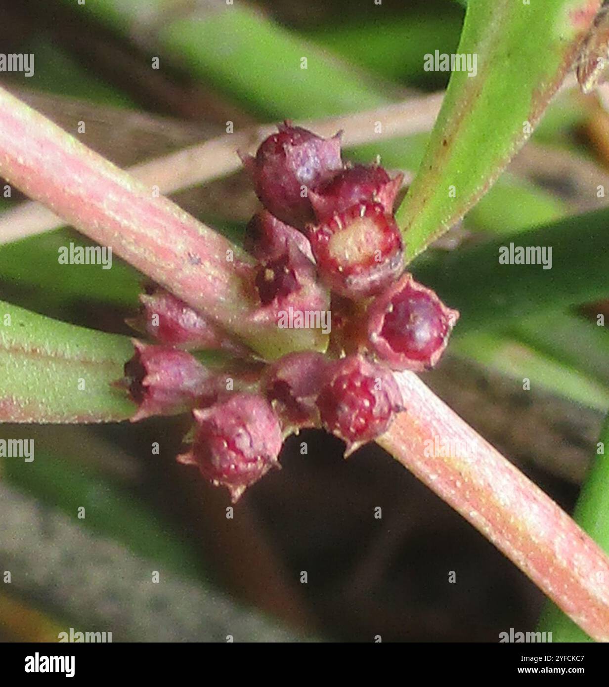 monarch redstem (Ammannia baccifera Stock Photo - Alamy