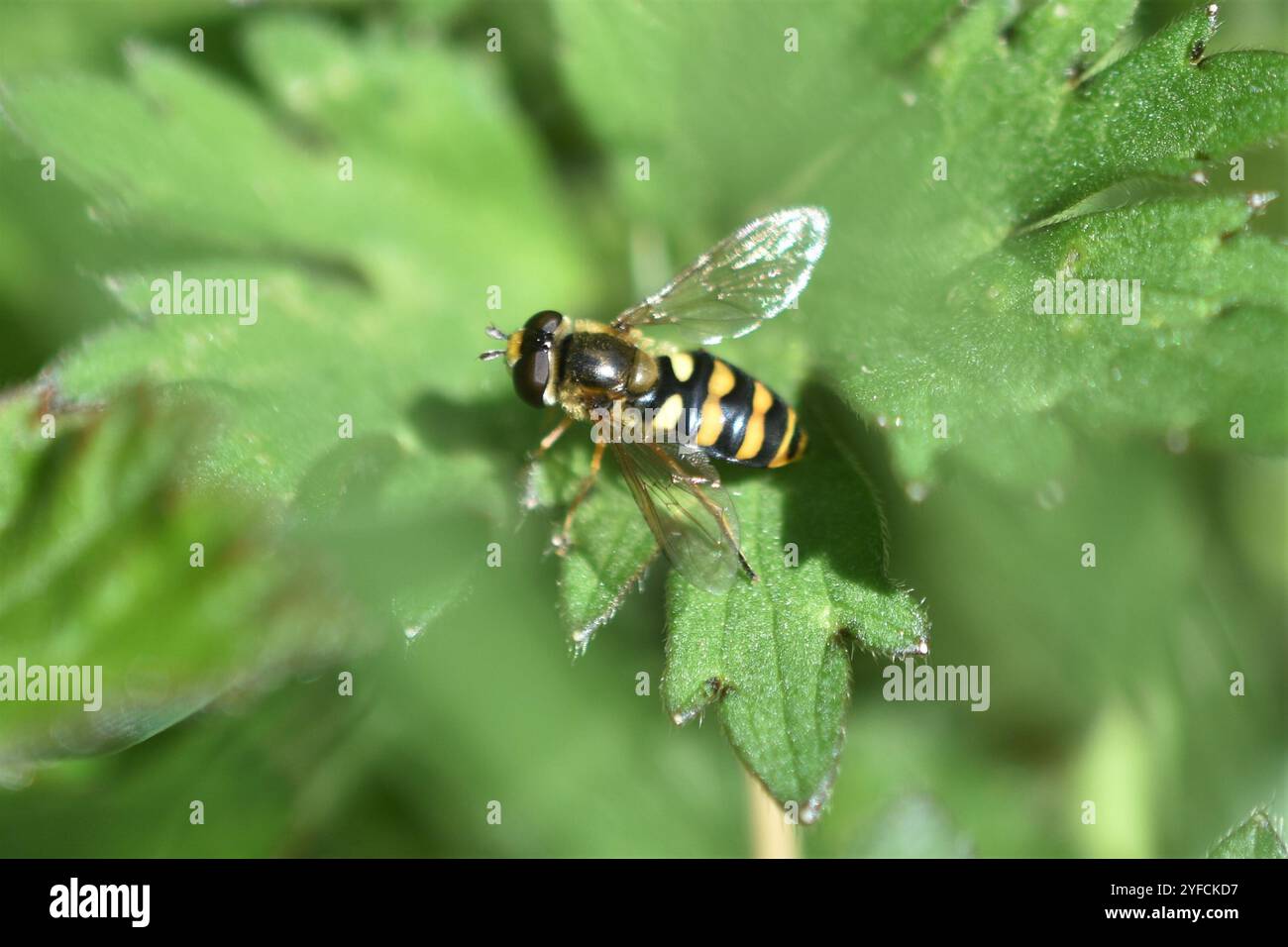 Eupeodes latifasciatus hi-res stock photography and images - Alamy