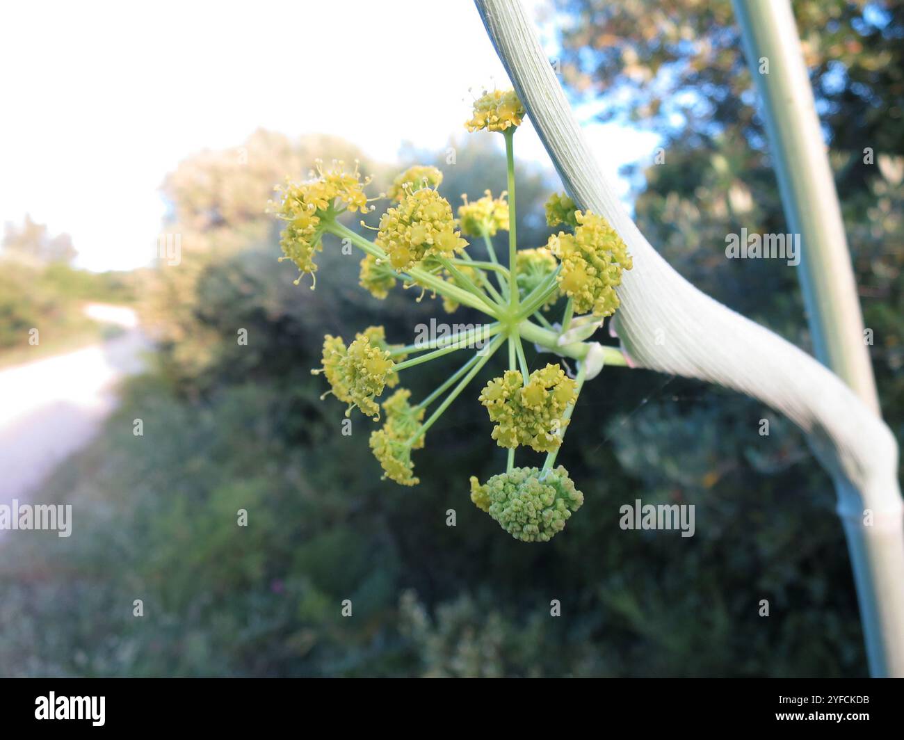 Giant Fennel (Ferula communis Stock Photo - Alamy