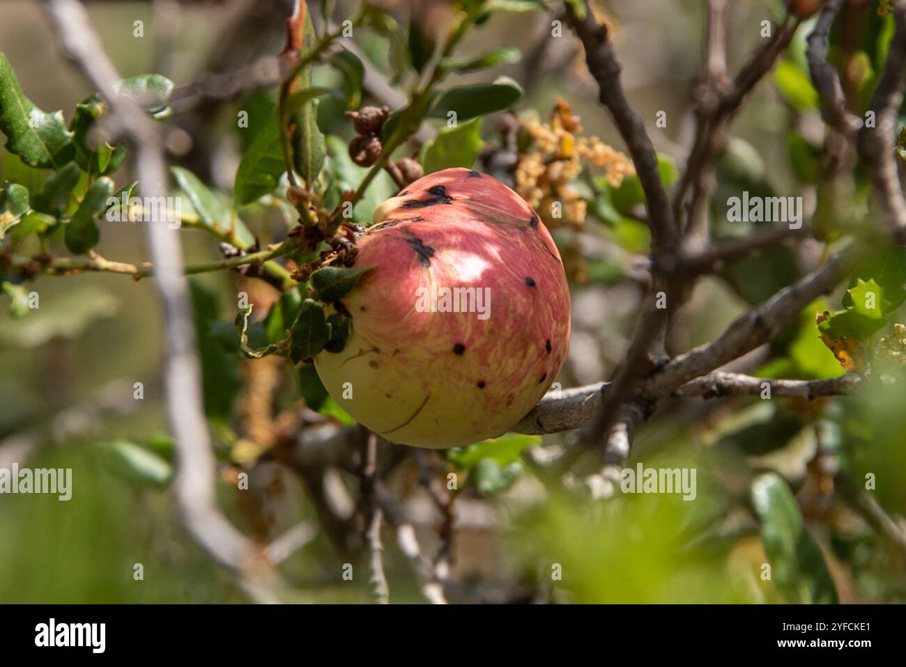 California Gall Wasp (Andricus quercuscalifornicus Stock Photo - Alamy