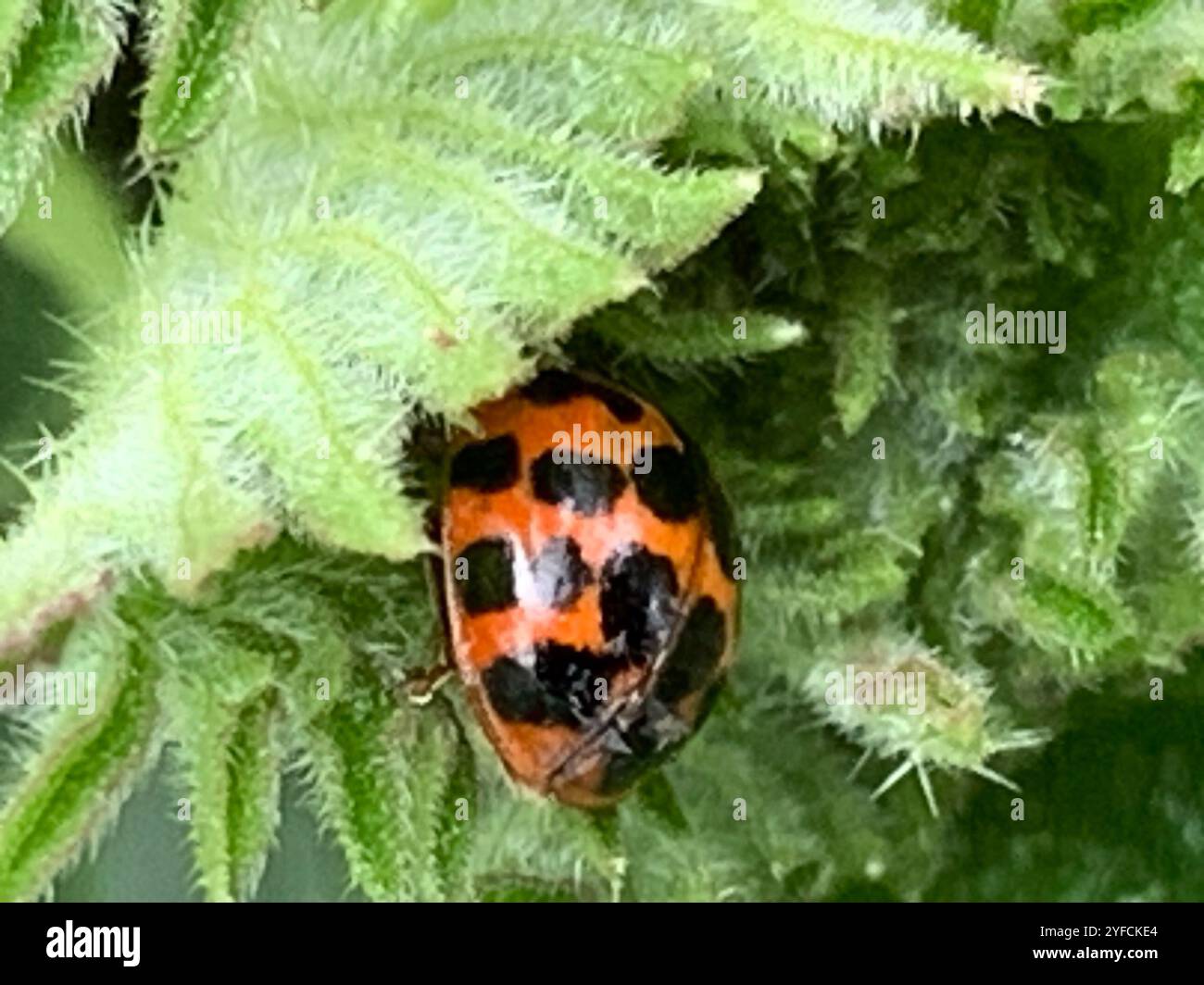 Asian Lady Beetle (Harmonia axyridis Stock Photo - Alamy