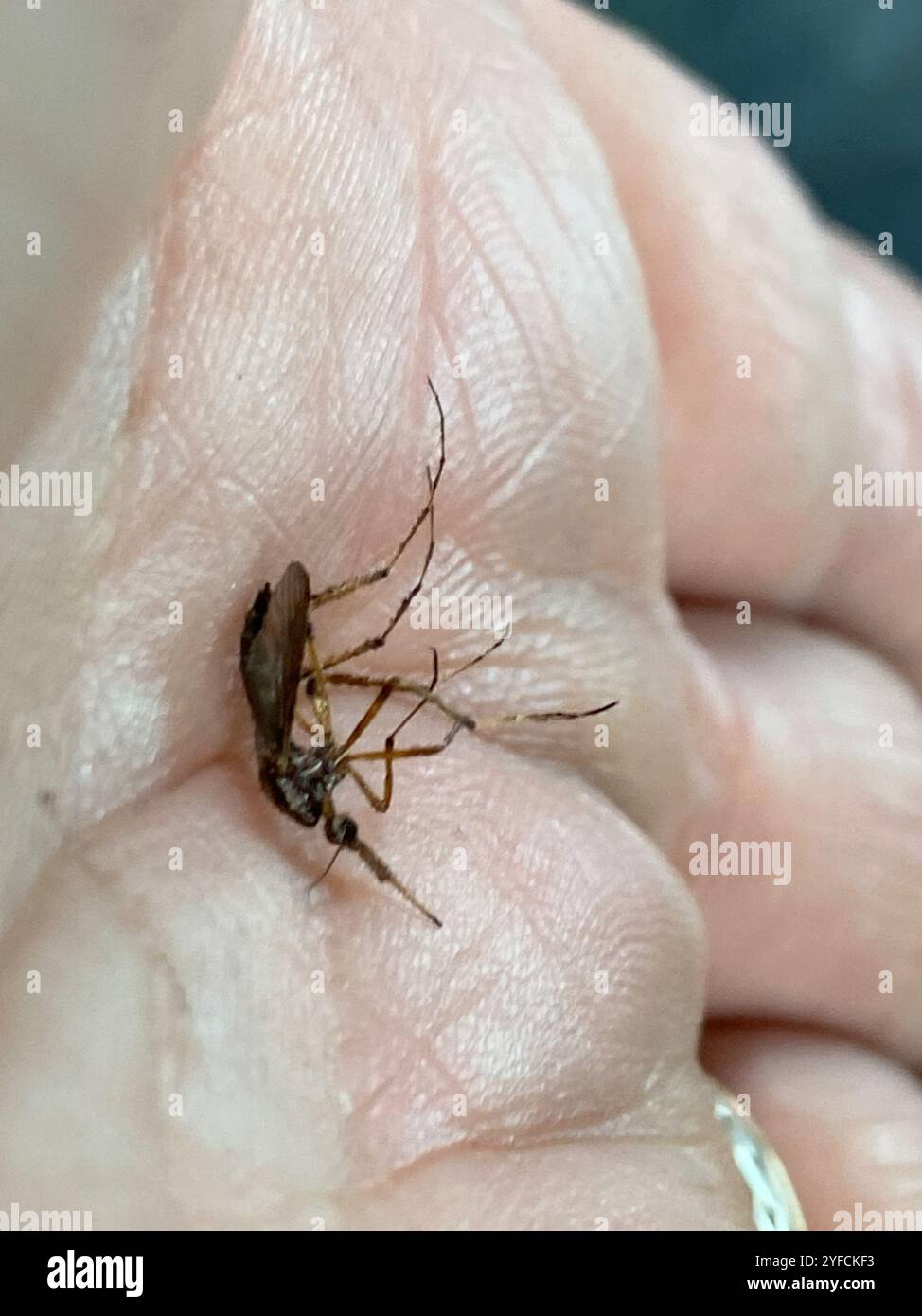 Gallinipper (Psorophora ciliata Stock Photo - Alamy