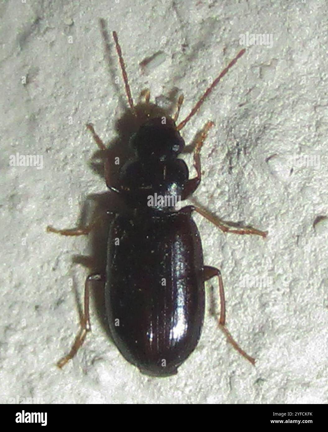 Ground Beetles (Carabidae Stock Photo - Alamy