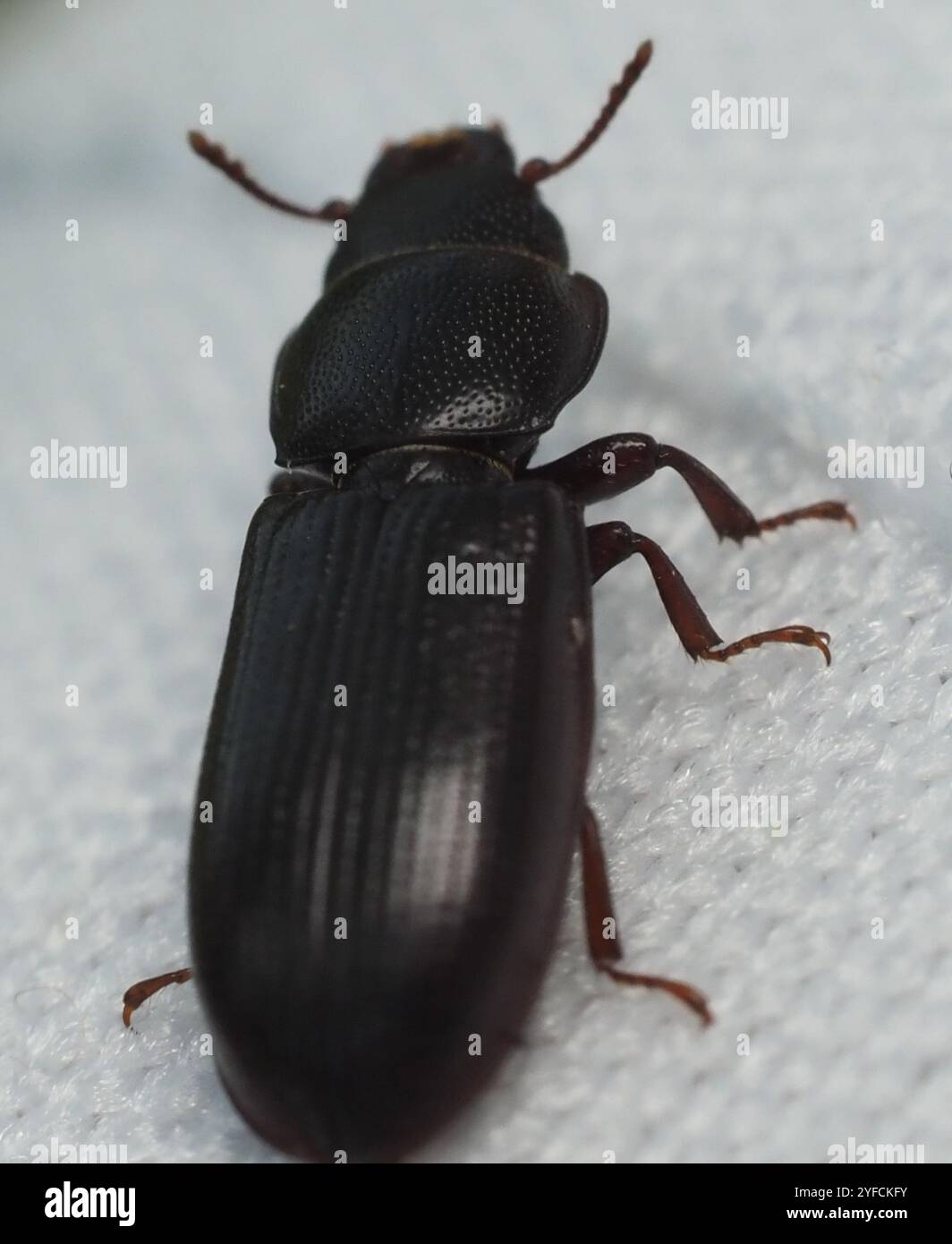 Tenebroides hi-res stock photography and images - Alamy