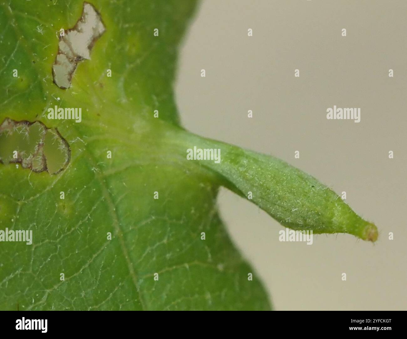 Small Oak Spindle Gall Wasp (Andricus chinquapin Stock Photo - Alamy