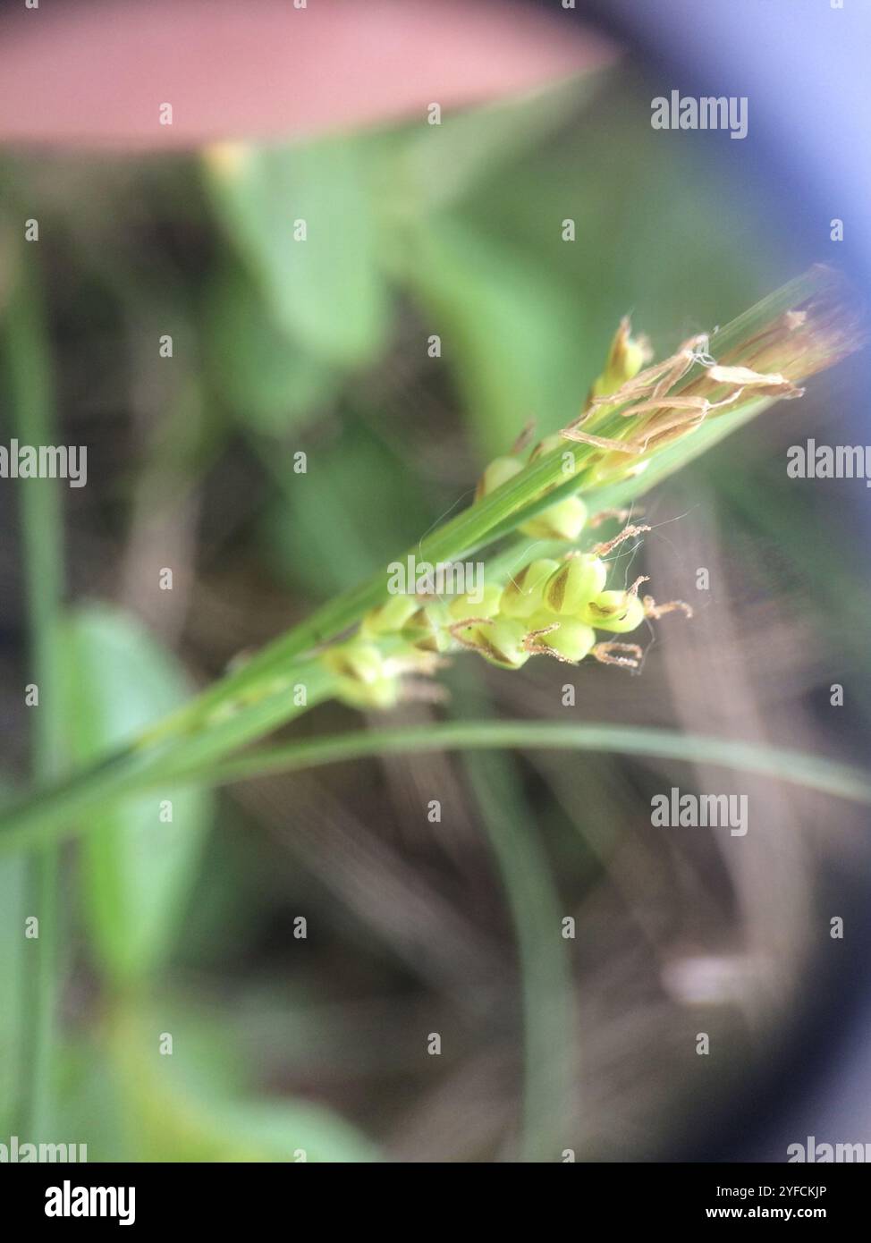 golden sedge (Carex aurea Stock Photo - Alamy