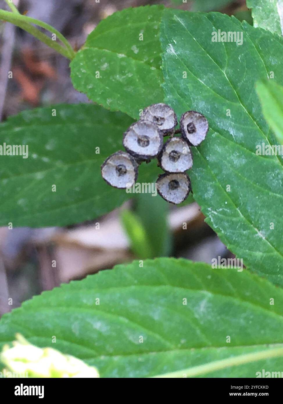 New Jersey tea (Ceanothus americanus Stock Photo - Alamy