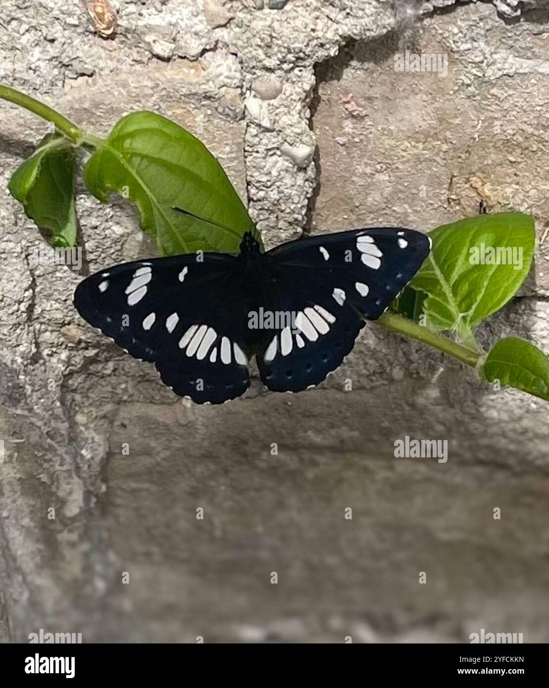 Southern White Admiral (Limenitis reducta Stock Photo - Alamy