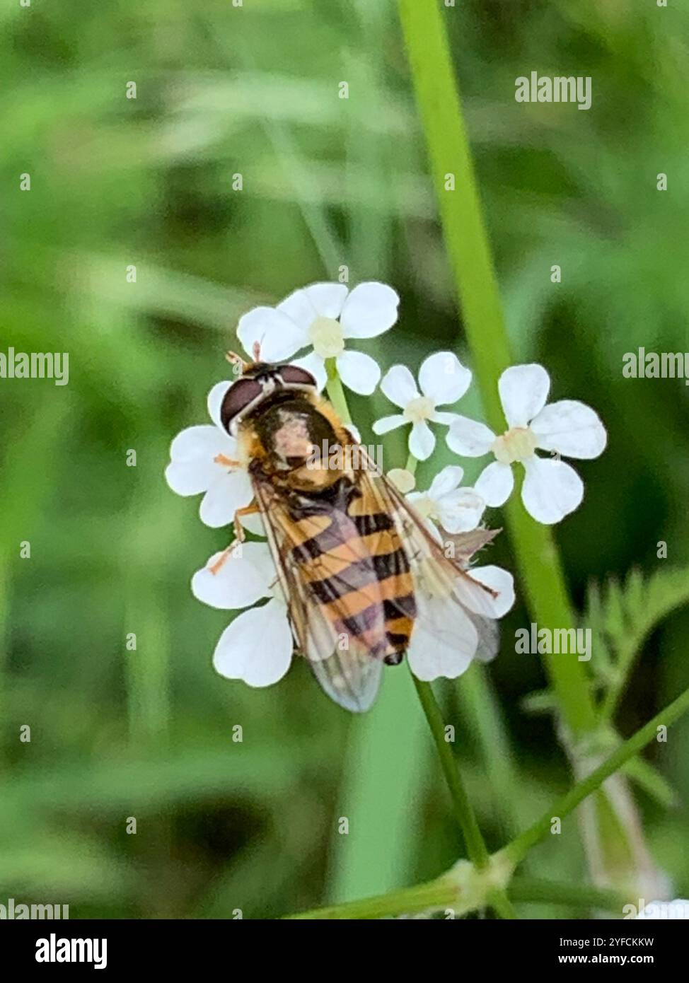 Epistrophe nitidicollis hi-res stock photography and images - Alamy