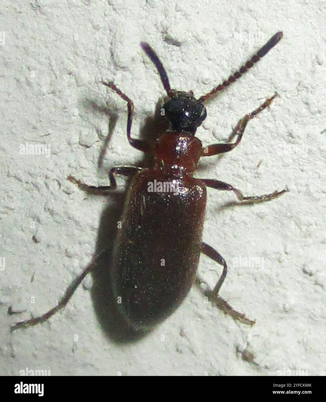 Lagriini hi-res stock photography and images - Alamy