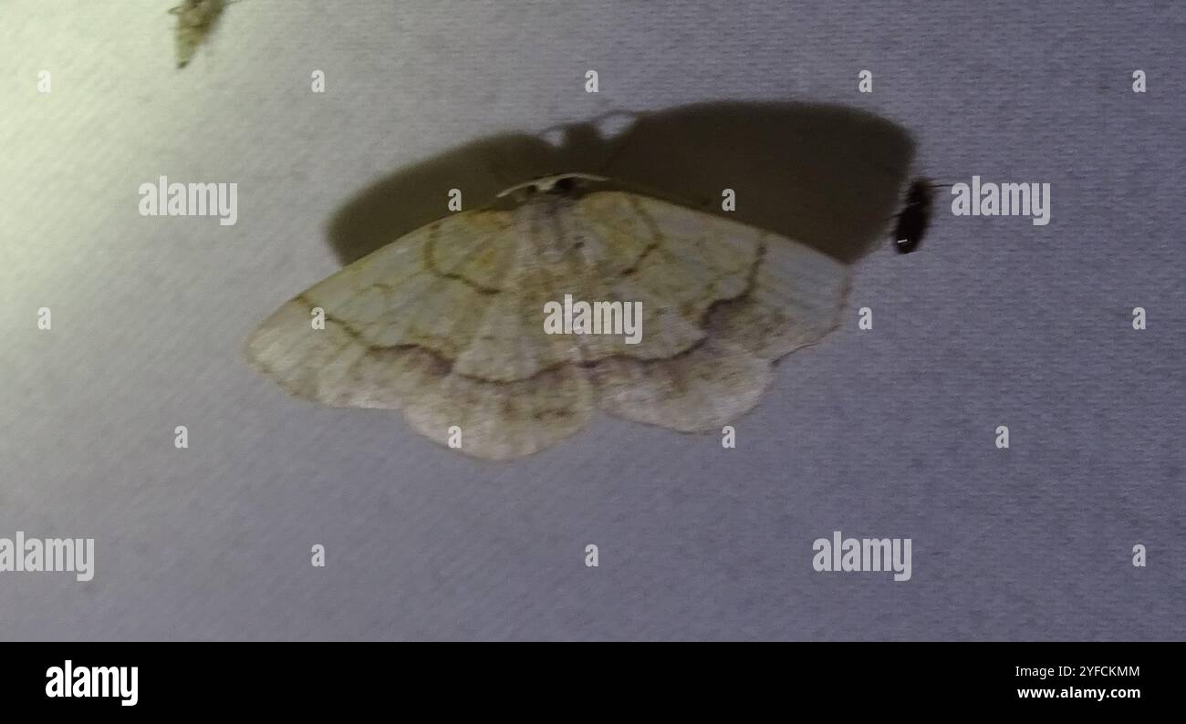 Horned Spanworm Moth (Nematocampa resistaria Stock Photo - Alamy