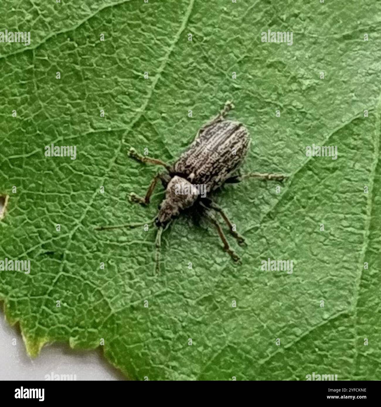 Common Leaf Weevil (Phyllobius pyri Stock Photo - Alamy