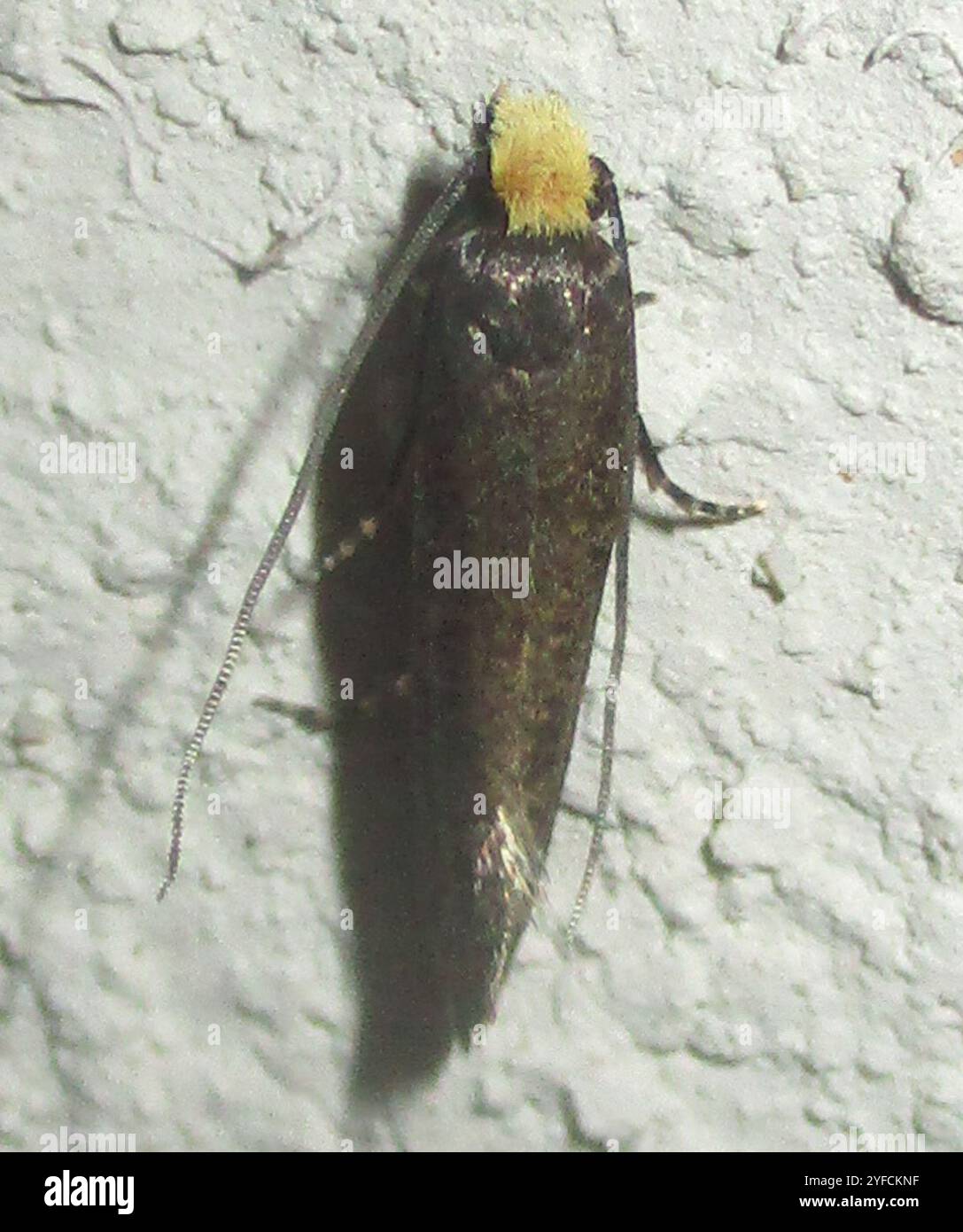 Fungus Moths, Clothes Moths, & Allies (Tineidae Stock Photo - Alamy