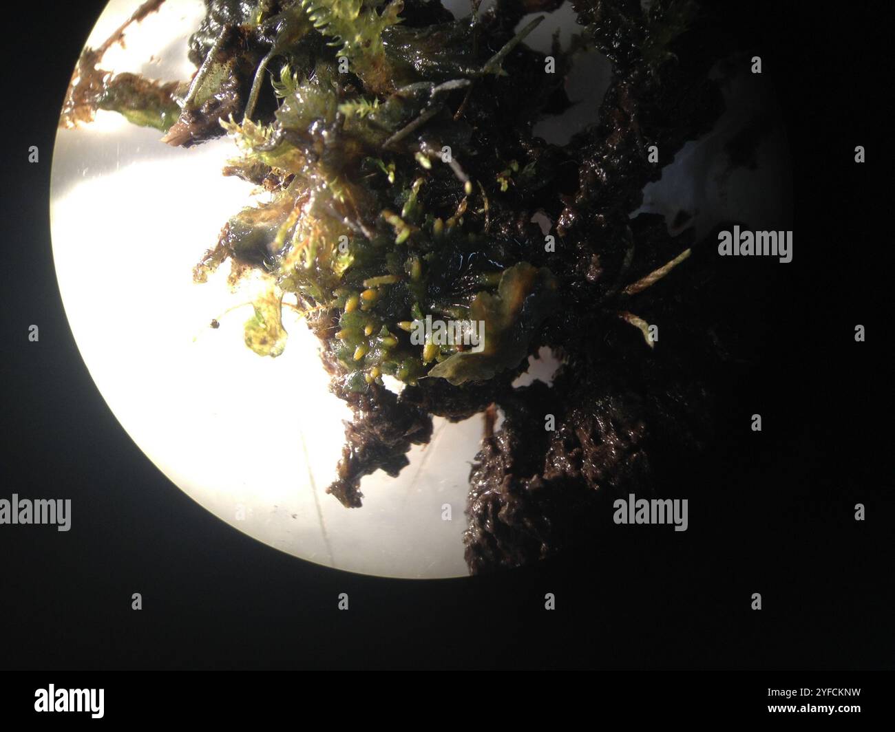 Notothylas orbicularis hi-res stock photography and images - Alamy