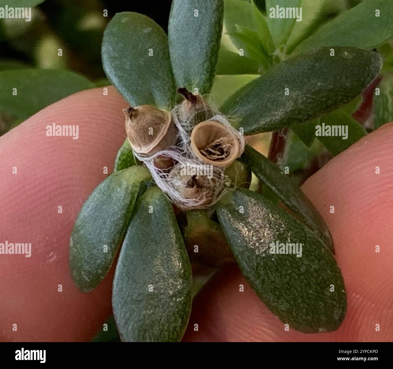 Paraguayan Purslane (Portulaca amilis Stock Photo - Alamy