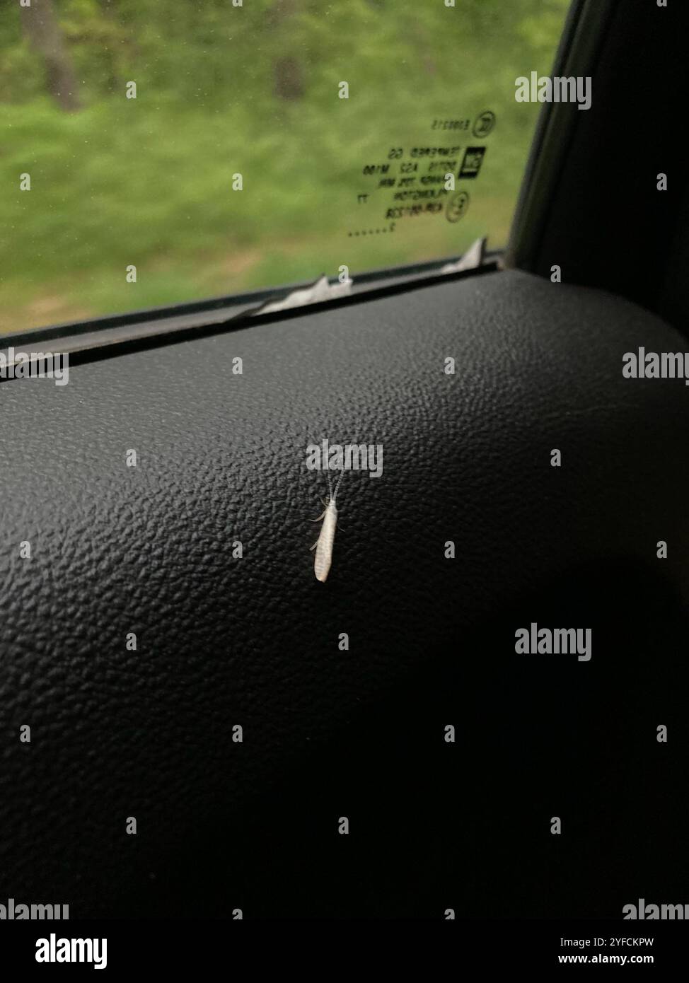 White Miller Caddisflies (Nectopsyche Stock Photo - Alamy