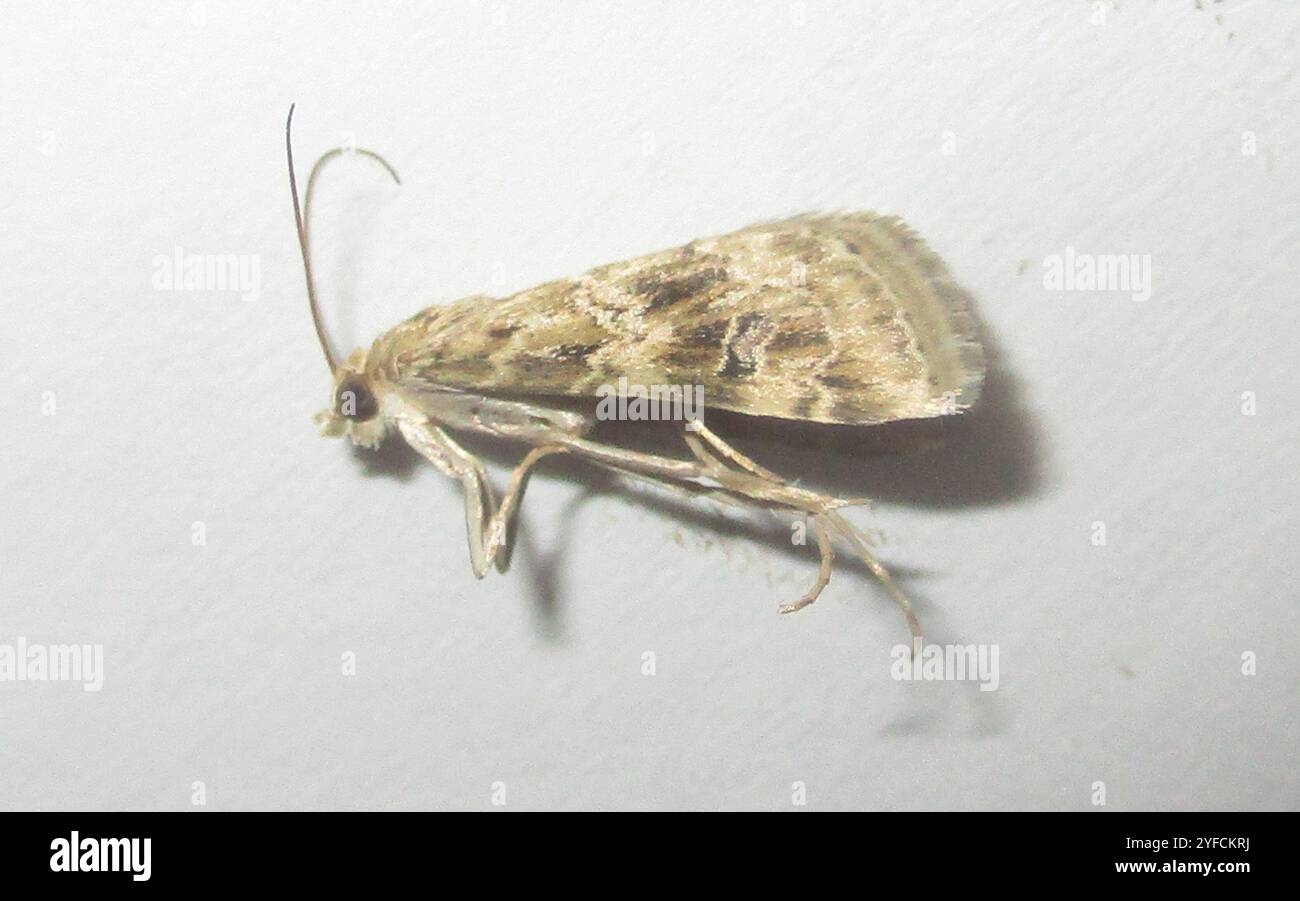 Old World Webworm (Hellula undalis Stock Photo - Alamy