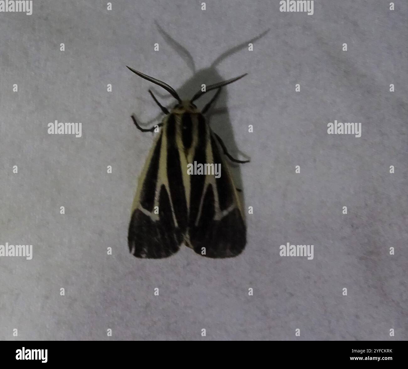 Banded Tiger Moth (Apantesis vittata Stock Photo - Alamy