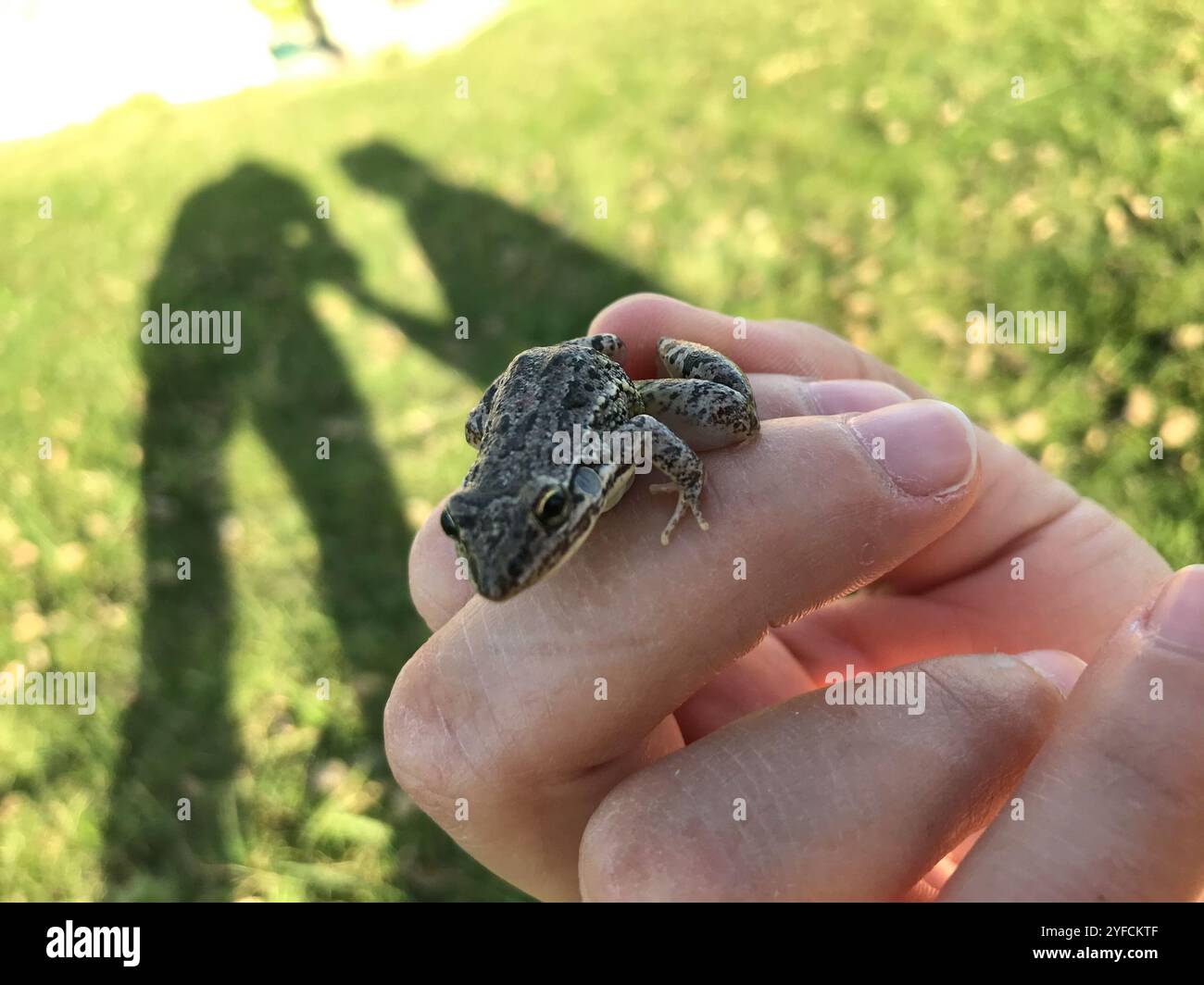 Oven Frog (Leptodactylus latinasus Stock Photo - Alamy