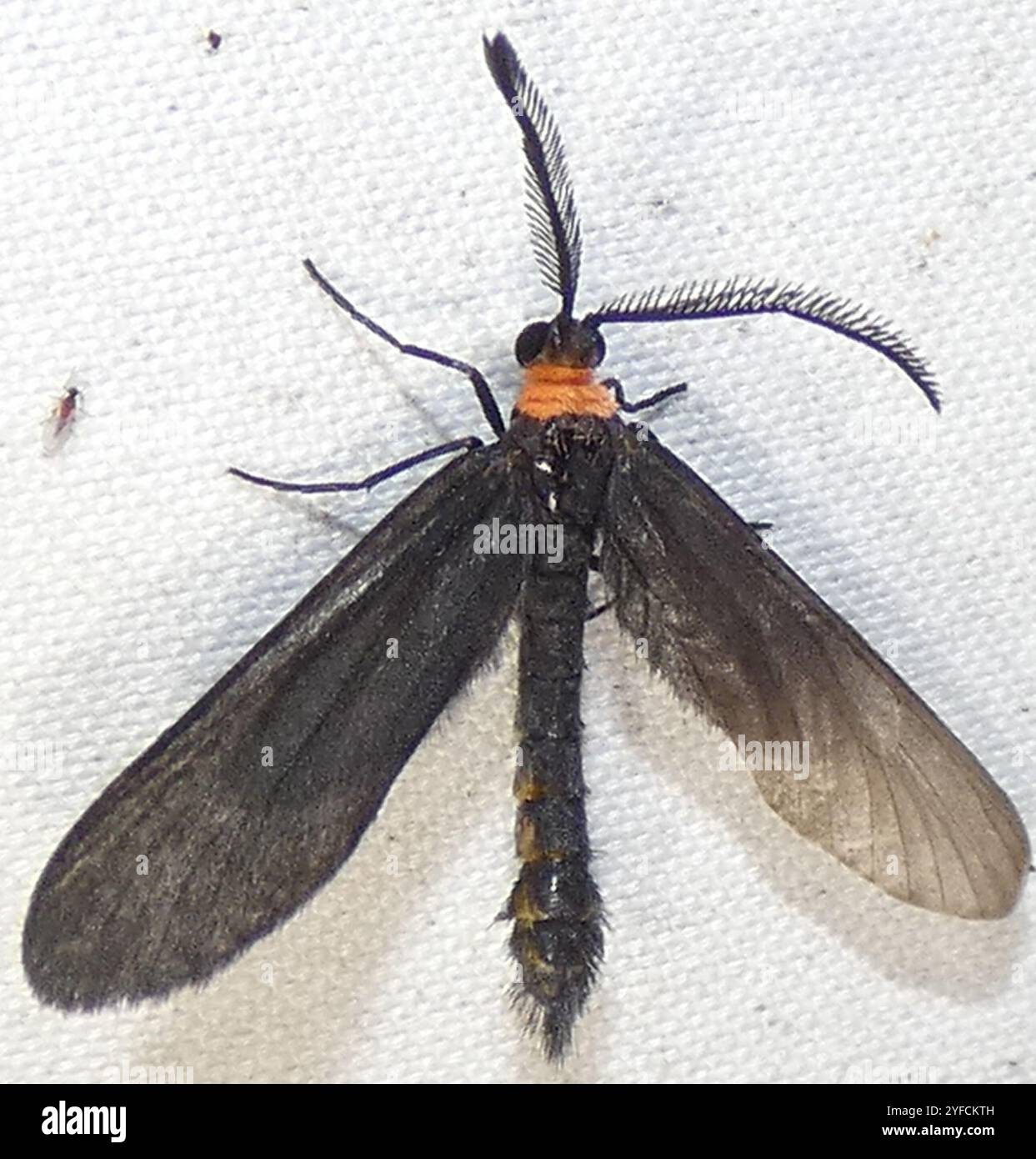 Grapeleaf Skeletonizer Moth (Harrisina americana Stock Photo - Alamy