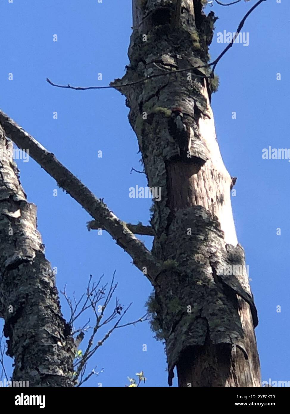Dryobates Woodpeckers (Dryobates Stock Photo - Alamy