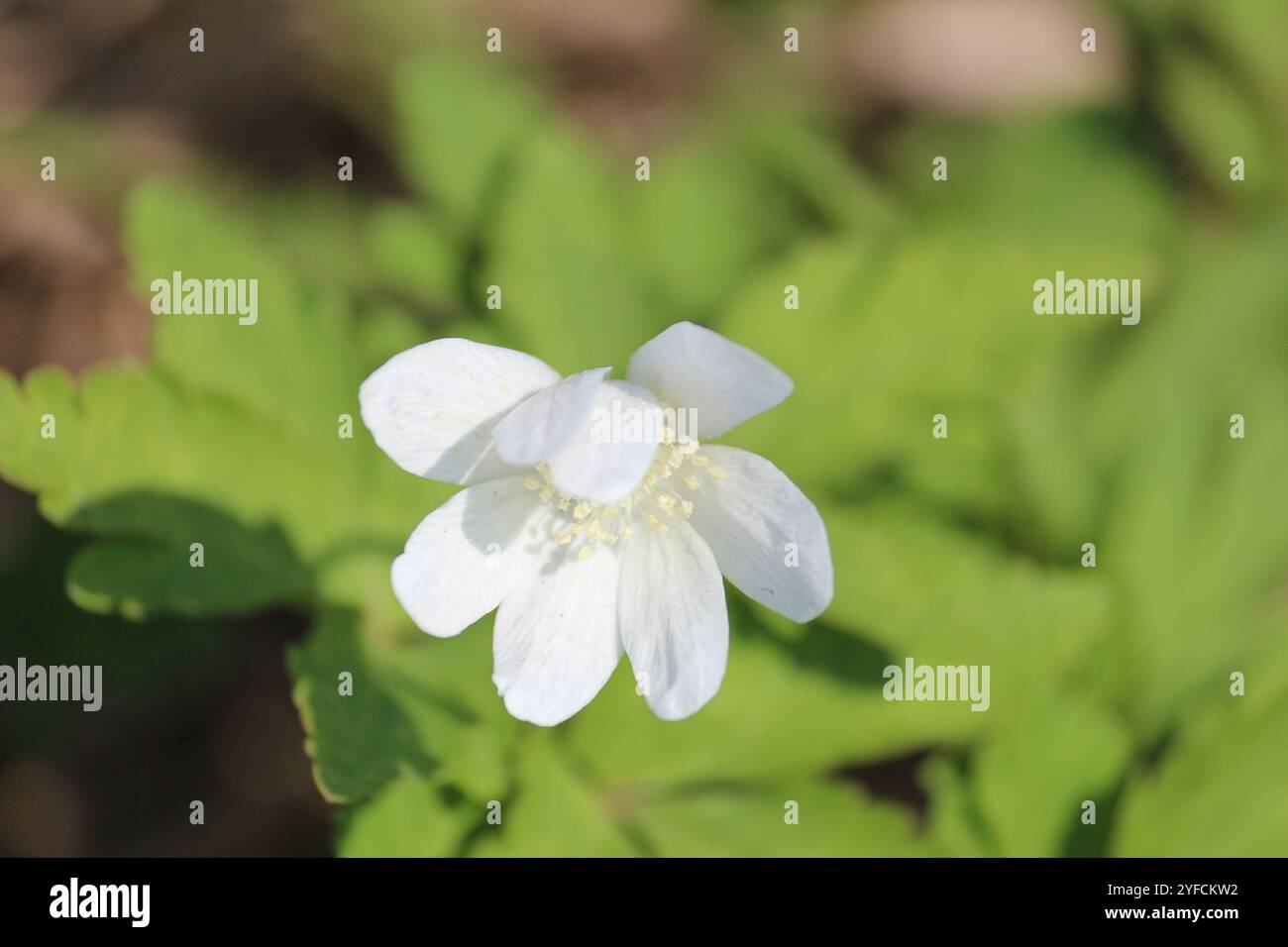 Altaic anemone (Anemonoides altaica Stock Photo - Alamy