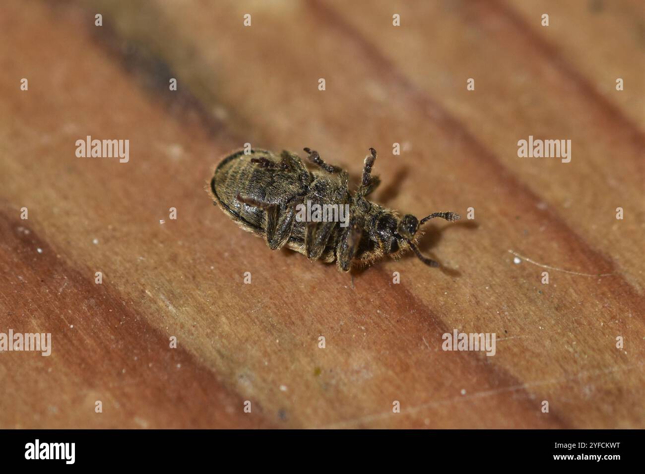 Nodding Thistle Receptacle Weevil (Rhinocyllus conicus Stock Photo - Alamy