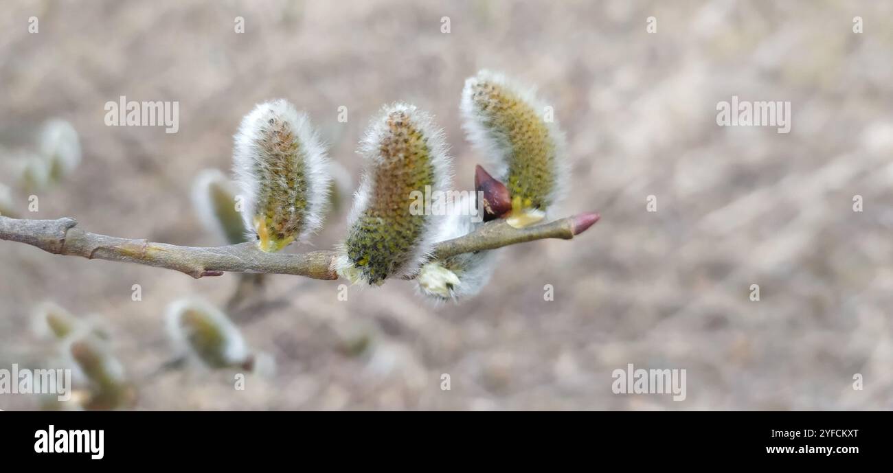 goat willow (Salix caprea Stock Photo - Alamy