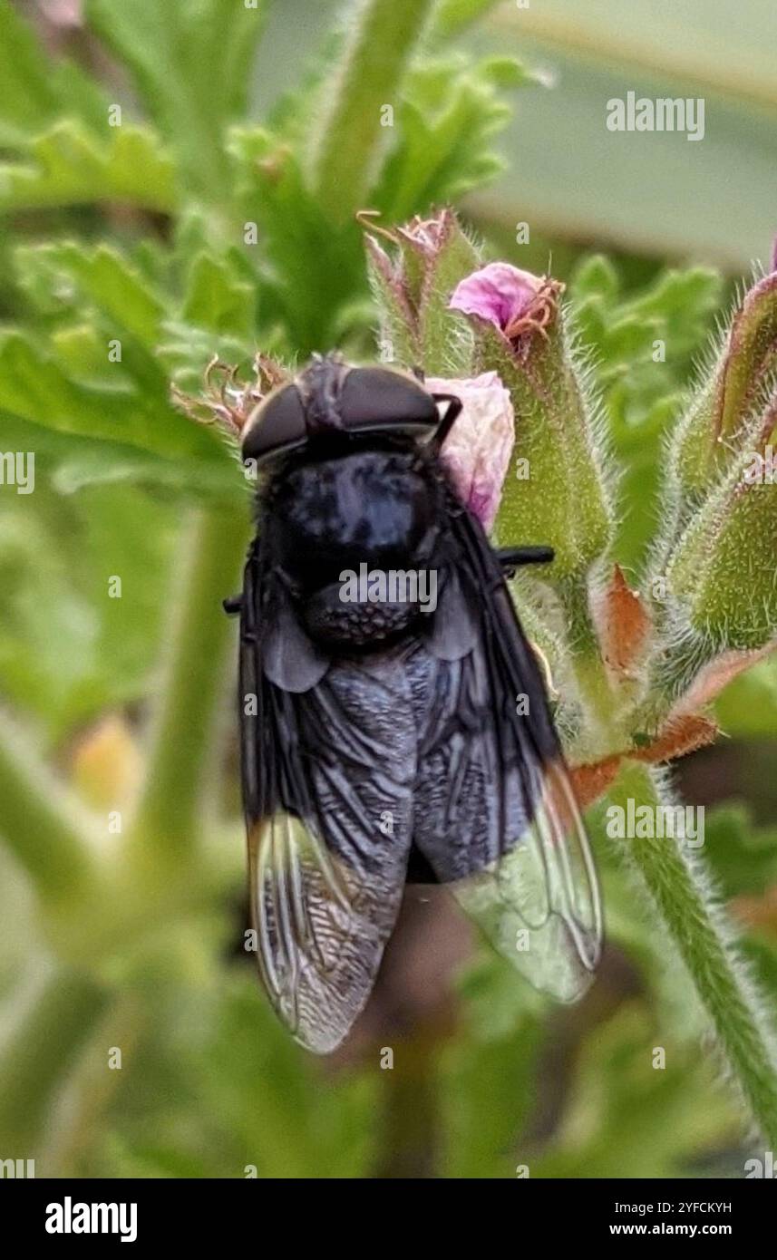 Mexican Cactus Fly (Copestylum mexicanum Stock Photo - Alamy