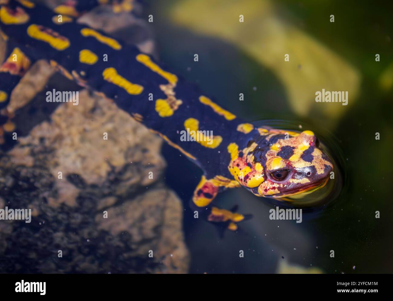 Fire salamander salamandra in hi-res stock photography and images - Alamy