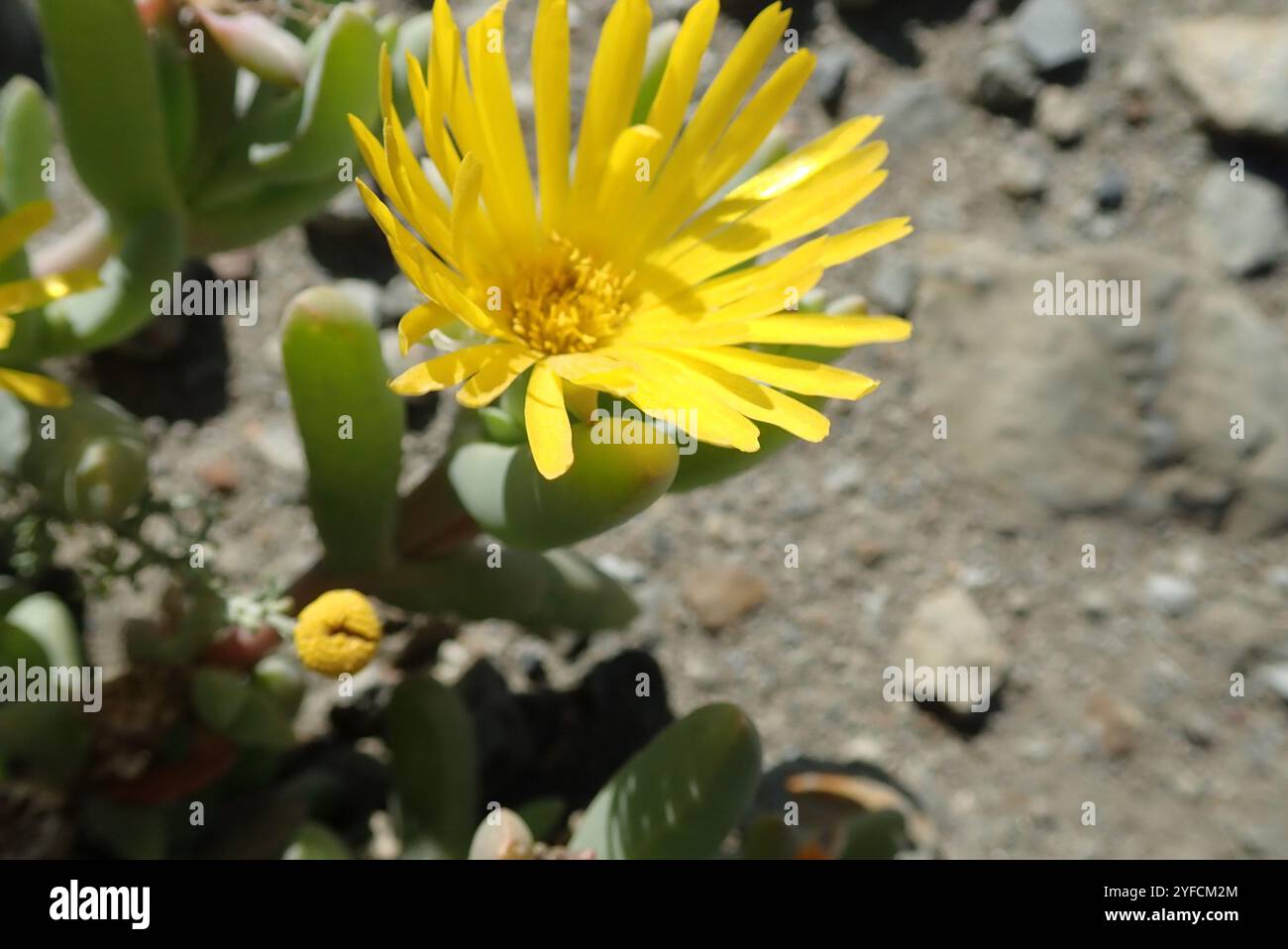 rocky point ice plant (Malephora lutea Stock Photo - Alamy