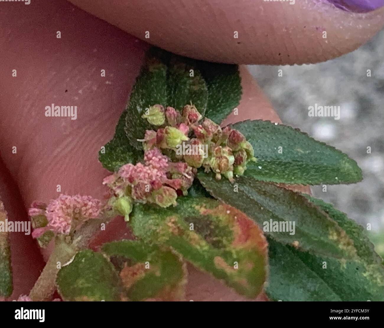 Asthma plant (Euphorbia hirta Stock Photo - Alamy