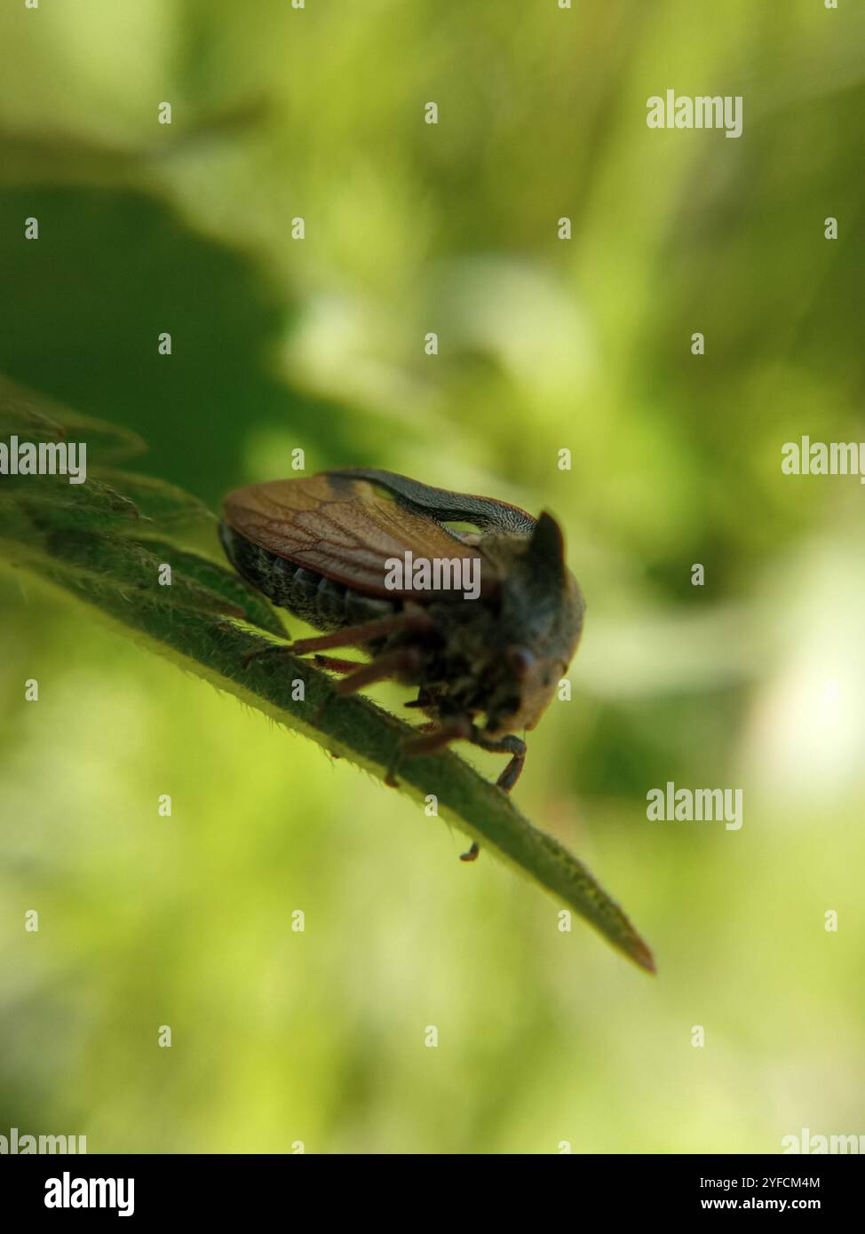 Horned Treehopper (Centrotus cornutus Stock Photo - Alamy