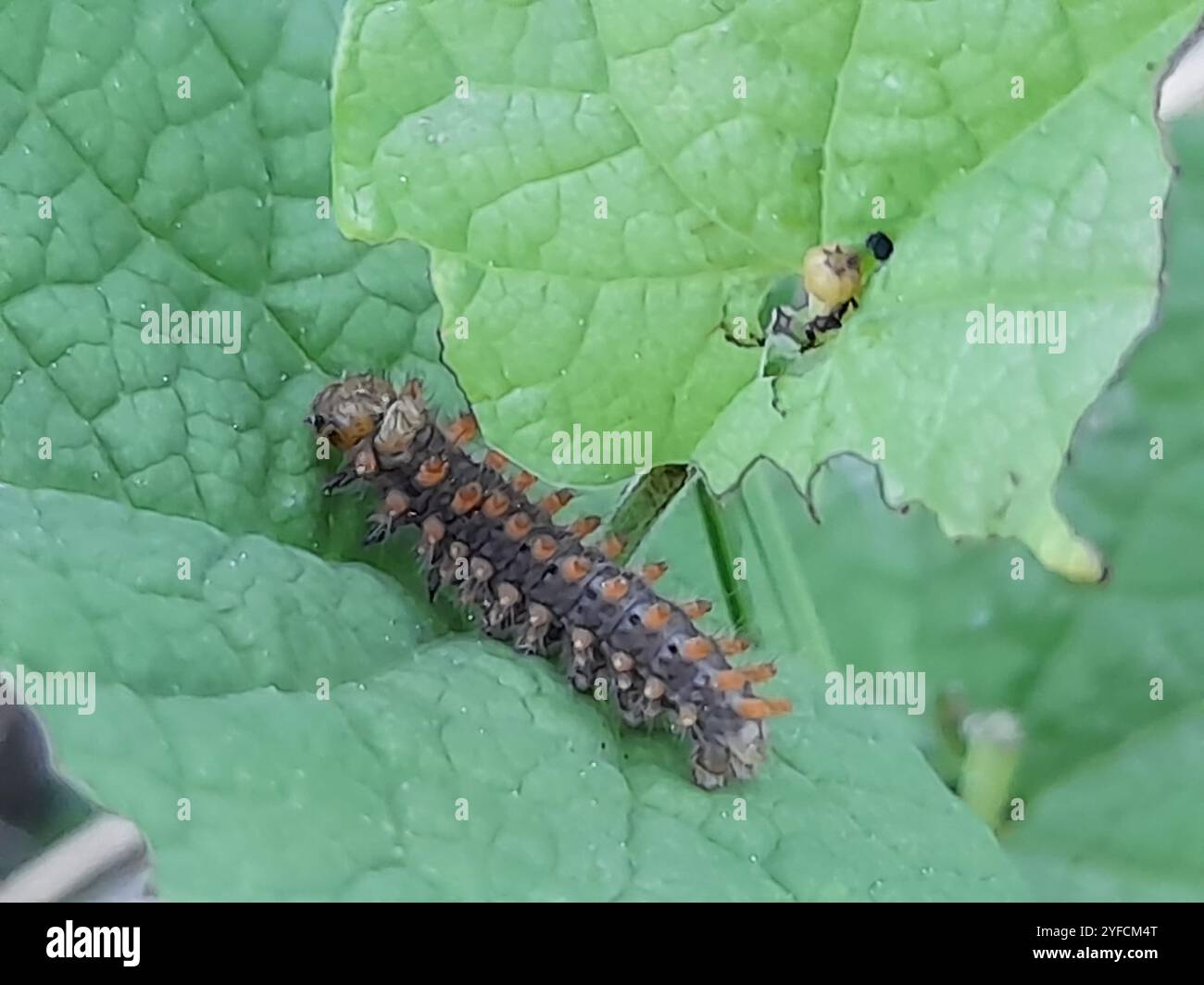 Southern Festoon (Zerynthia polyxena Stock Photo - Alamy