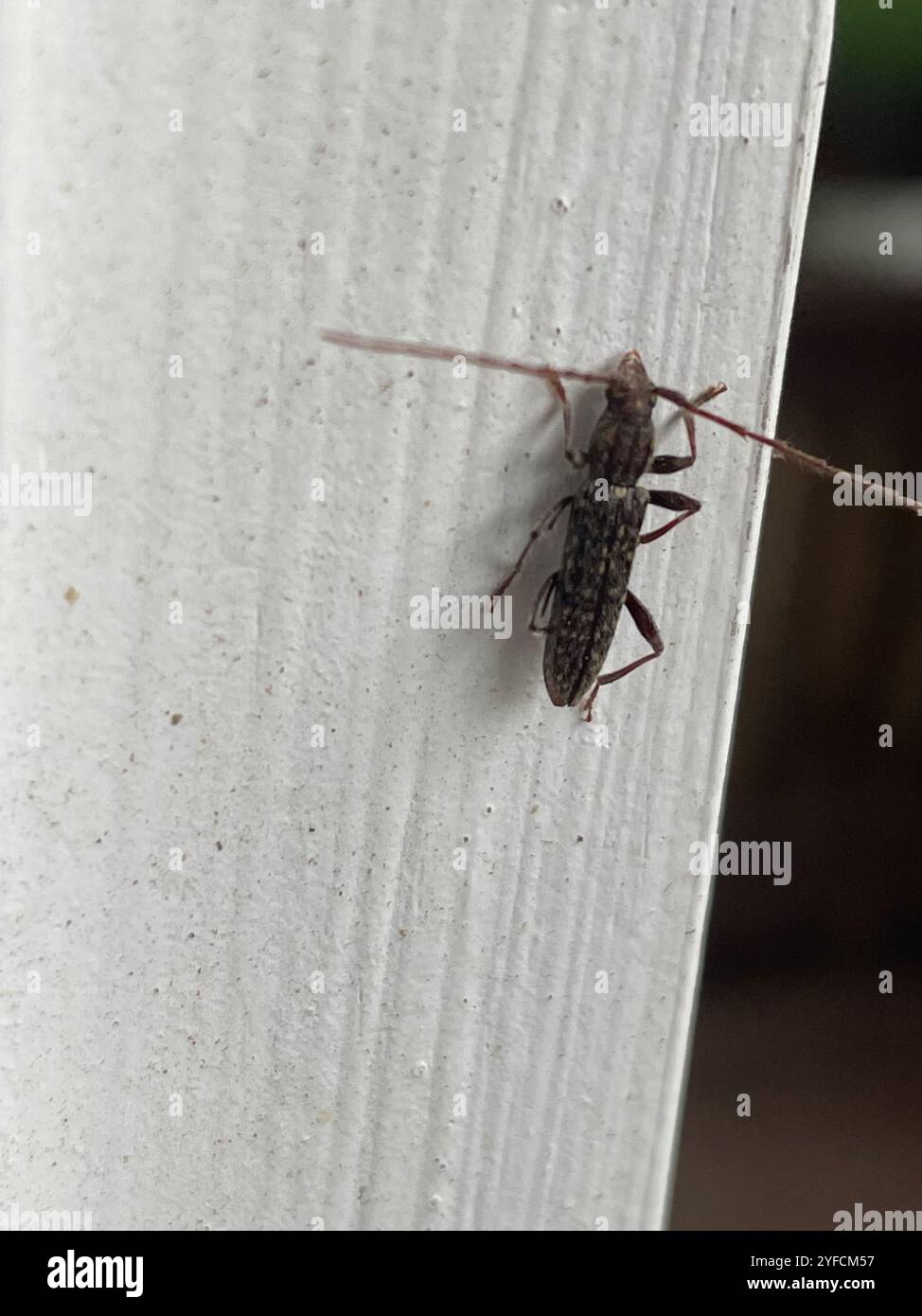 Twig Pruner (Anelaphus villosus Stock Photo - Alamy