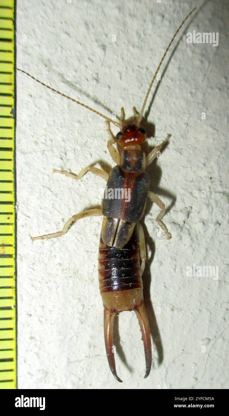 Labidura riparia hi-res stock photography and images - Alamy