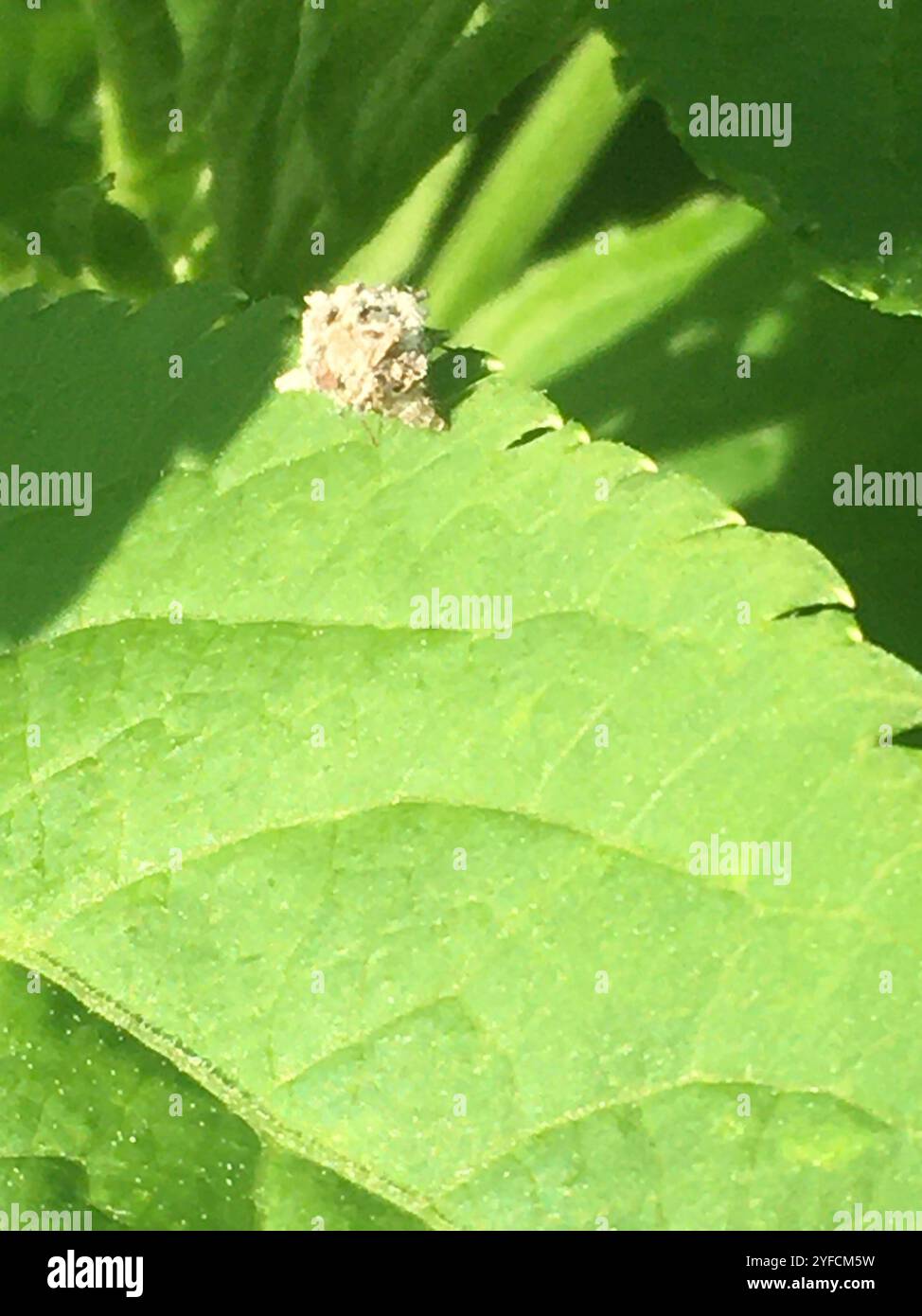 Antlions, Lacewings, and Allies (Neuroptera Stock Photo - Alamy