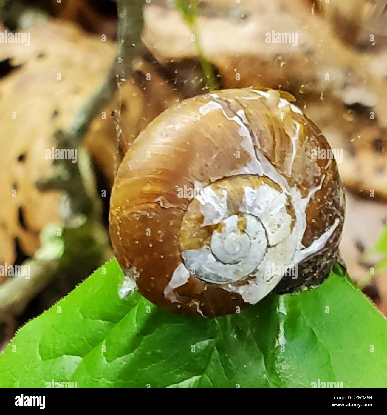 Copper Button Snail (Mesomphix cupreus Stock Photo - Alamy