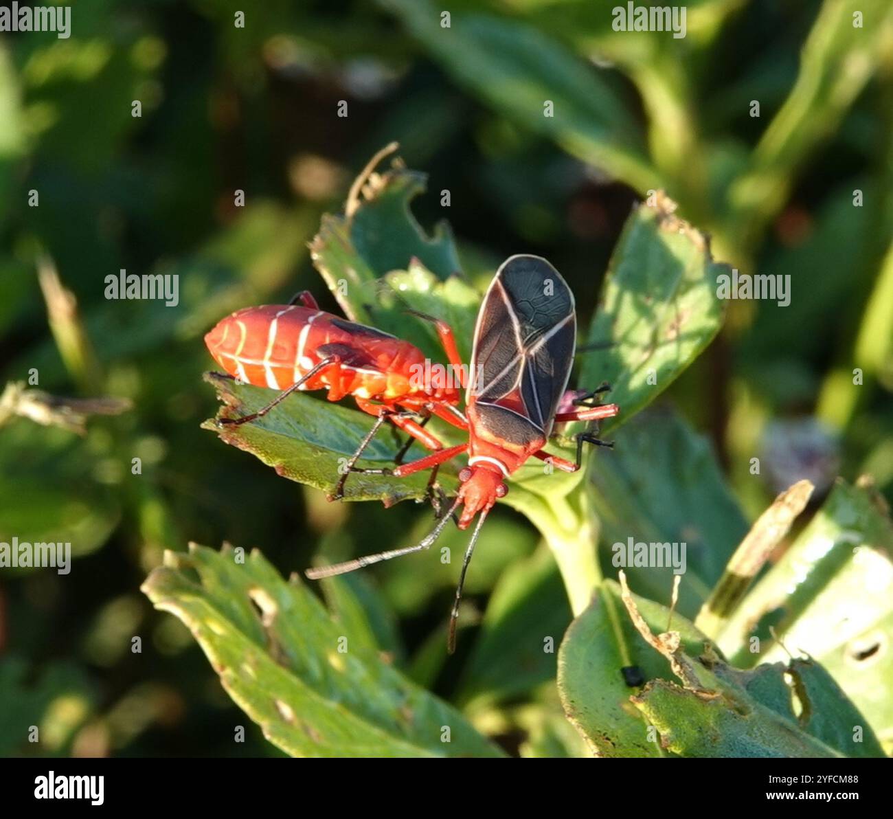 Dysdercus suturellus hi-res stock photography and images - Alamy