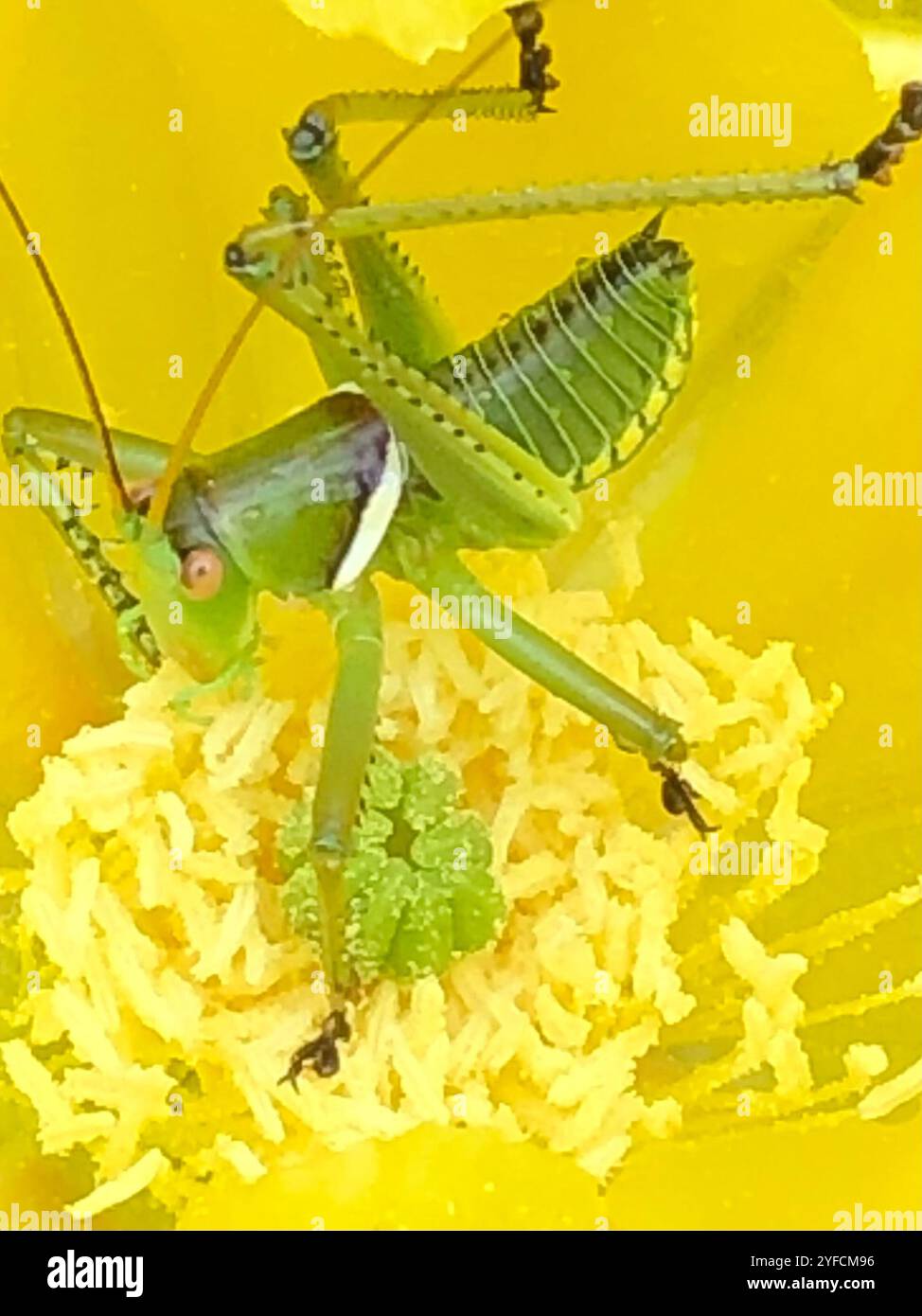 Greater Arid-land Katydid (Neobarrettia spinosa Stock Photo - Alamy